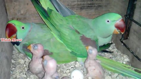 Alexandrine Parrot Breeding Cage Size