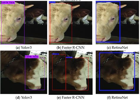 Comparisons Of Cattle Face Detection Processed By Three Object