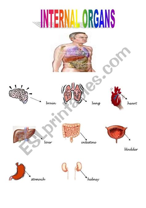 Internal Organs ESL Worksheet By Uyumlu