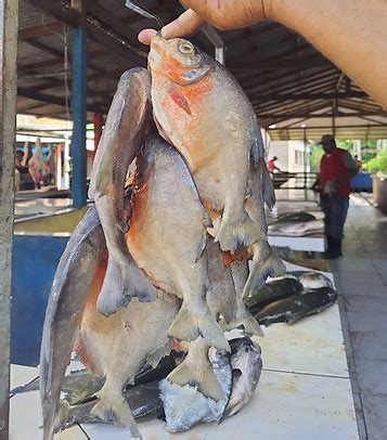 Pirapitinga Guia De Peixes Comercializados Em Monte Alegre