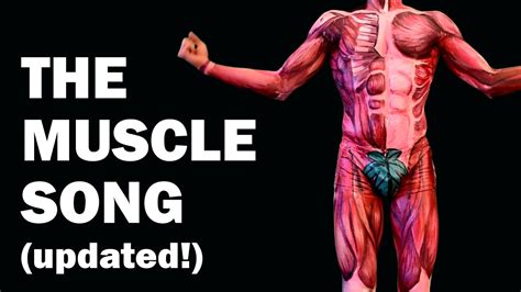 The Muscles Song Learn In Minutes Updated Youtube