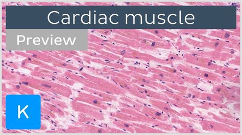 Cardiac Muscle Characteristics Functions And Location Preview