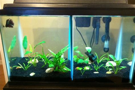 Can You Keep A Male And Female Betta Together Methods That Work