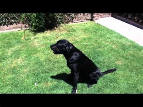 Descubre todo sobre el labrador negro características cuidados y