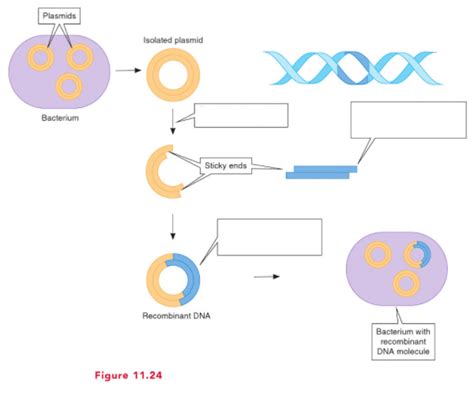Recombinant Dna Diagram