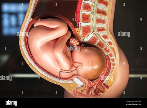 Pelvis Anatomy Hi Res Stock Photography And Images Alamy