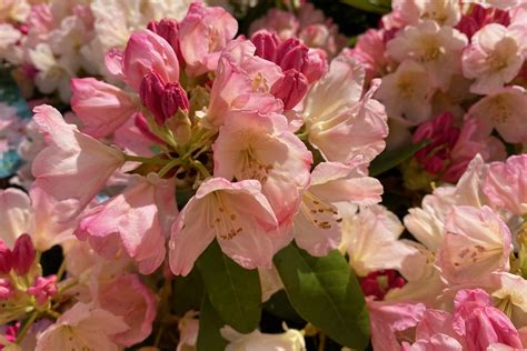Dwergrododendron Rhododendron Yakushimanum Percy Wiseman