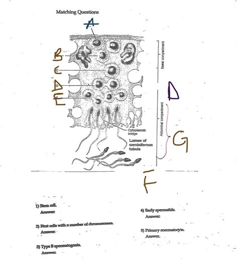 Final Diagram Quizlet