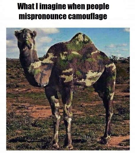 Best Funny Camel Memes Gag