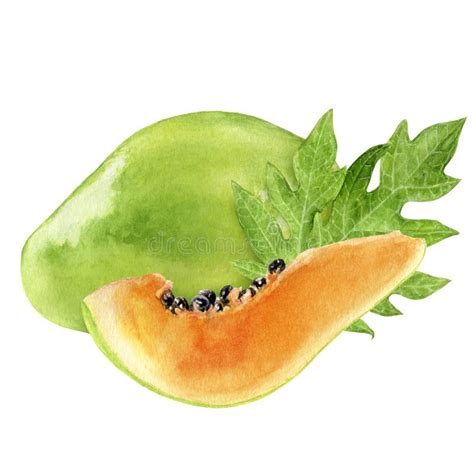 Papaya Watercolor Illustration Isolated On White Background Stock