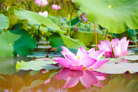 Premium Photo Beautiful Pink Lotus Flower With Green Leaves In Nature