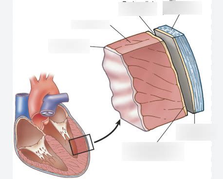 Cardiac Muscles Layer Diagram Quizlet