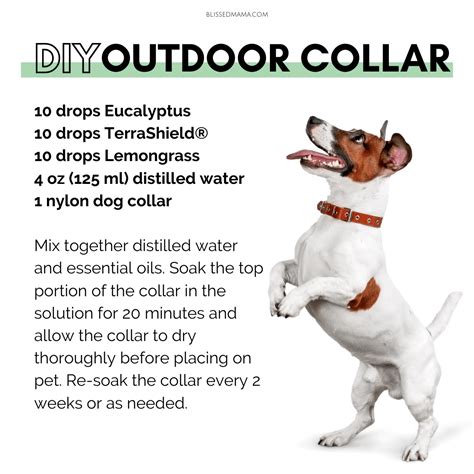 Lemon Eucalyptus Essential Oil Benefits Uses Sourcing With Doterra