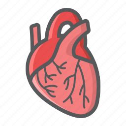Anatomy Cardiology Cardiovascular Heart Human Medical Organ Icon