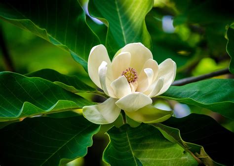 Magnolia Description Flower Tree Facts Britannica