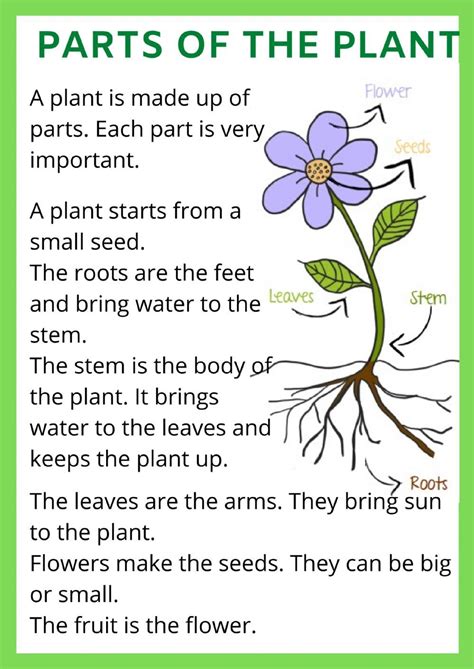 Parts Of The Flower Worksheets