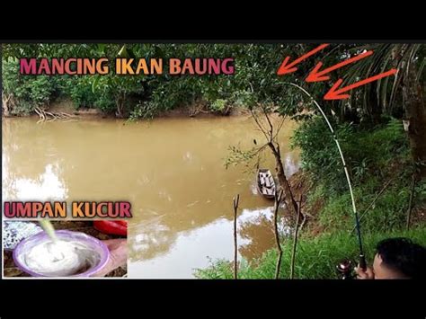 Mancing Ikan Baung Pakai Umpan Kucur Pareasquadparam YouTube