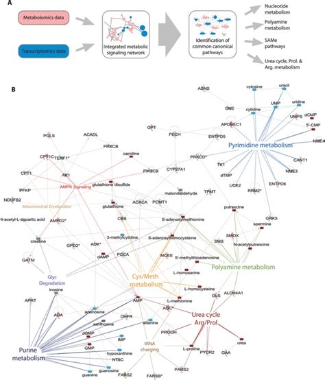 A Schematic Representation Of Metabolomics And Transcriptomics Data