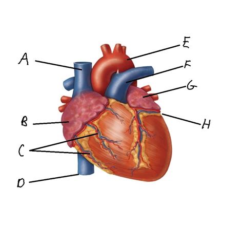 Human Biology External Heart Diagram Quizlet