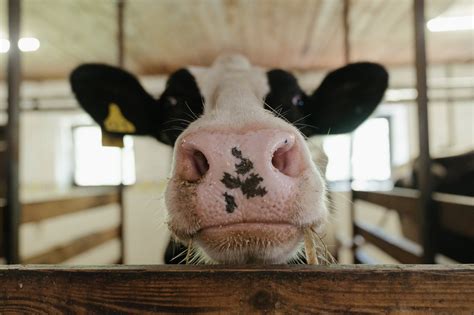 Cows Dont Give Milk Living The Present Moment