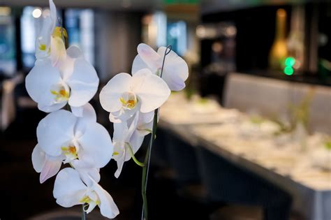 Como Cuidar de Orquídeas Um Guia Completo para Cultivar Orquídeas