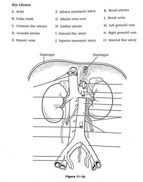 The Abdominal Vasculature Is Depicted In Figure Using Quizlet