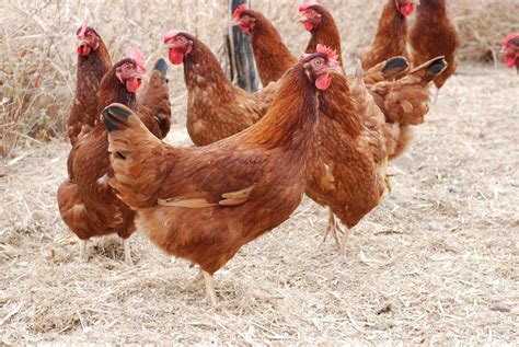 Como Criar Galinhas poedeiras Galinheiro Aviário Granja Frangas