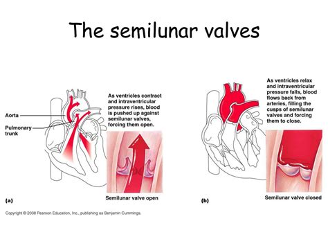 Semilunar Valves