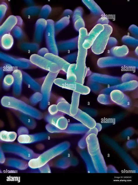 Shigella Dysenteriae Bakterien Farbige Scanning Electron Micrograph