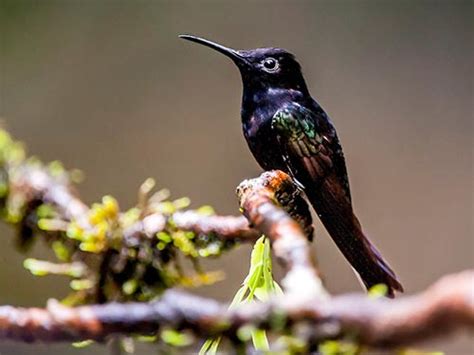 Qué SIGNIFICA VER un COLIBRÍ NEGRO INCREÍBLE