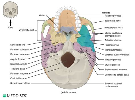 Infratemporal Fossa