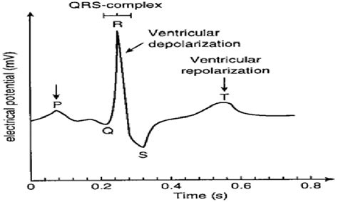 How To Read An Electrocardiogram Ecg Ekg Interactive Off