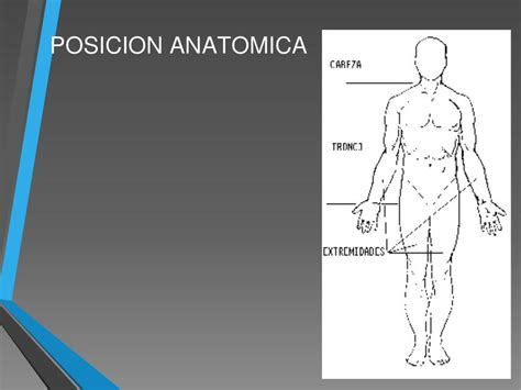 Posici N Anat Mica Carol Choque Udocz