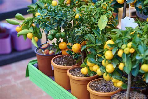 ÁRBOLES FRUTALES EN MACETA 5 ejemplos y sus cuidados