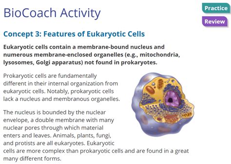 Prokaryotic And Eukaryotic Cells E Lesson Cell Lesson Plans Cells