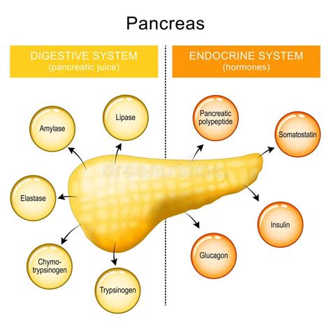 Exocrine Endocrine Gland Stock Illustrations Exocrine Endocrine