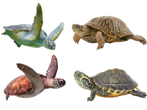 Types Of Pet Turtles