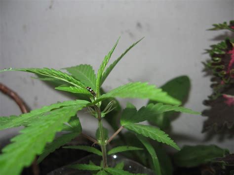 Etapa Vegetativa En Las Plantas De Cannabis