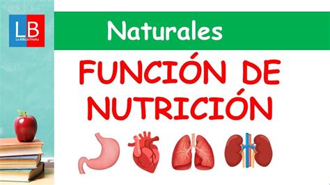 FUNCIÓN de NUTRICIÓN para niños PRIMARIA YouTube