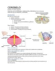 Cerebelo Docx Cerebelo Cerebelo Cerebro Peque O Importante Para La