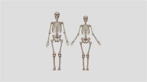 Female Vs Male Skeleton
