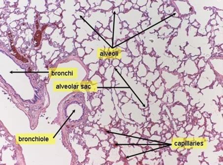 Lung Histology Diagram Quizlet