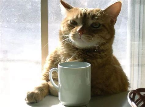 Создать мем котик и кофе утро кот кот пьет чай Картинки Meme