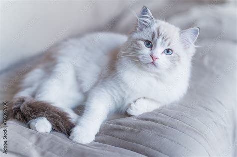Mały kot rasy ragdoll Kocię ragdoll Mały kot Mały kotek Młody kot