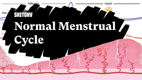 Normal Menstrual Cycle Follicular And Luteal Phases Full Lesson