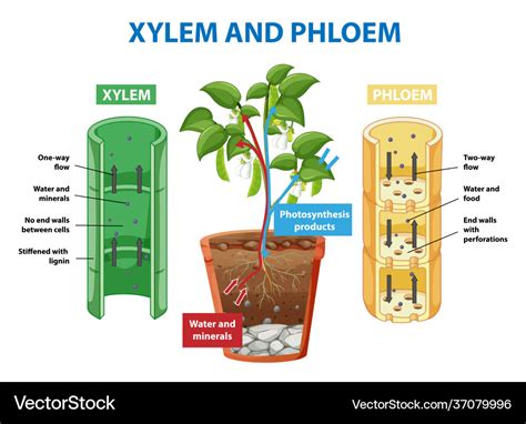 Vector Stock Diagram Showing Xylem And Phloem Plant Stock Clip Art