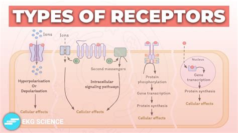 Types Of Receptors Ligand Gated GPCRs Kinase Linked Nuclear