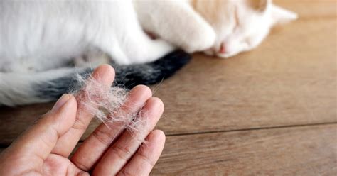 A mi gato se le cae el pelo por qué sucede y cómo remediarlo