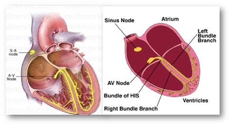 audio file processing ecg audio using python kdnuggets
