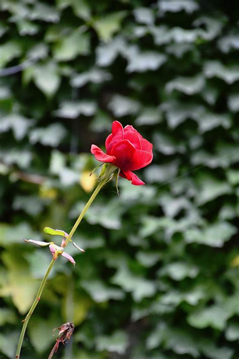 Blomma Reste Sig Kronblad Gratis foto på Pixabay Pixabay